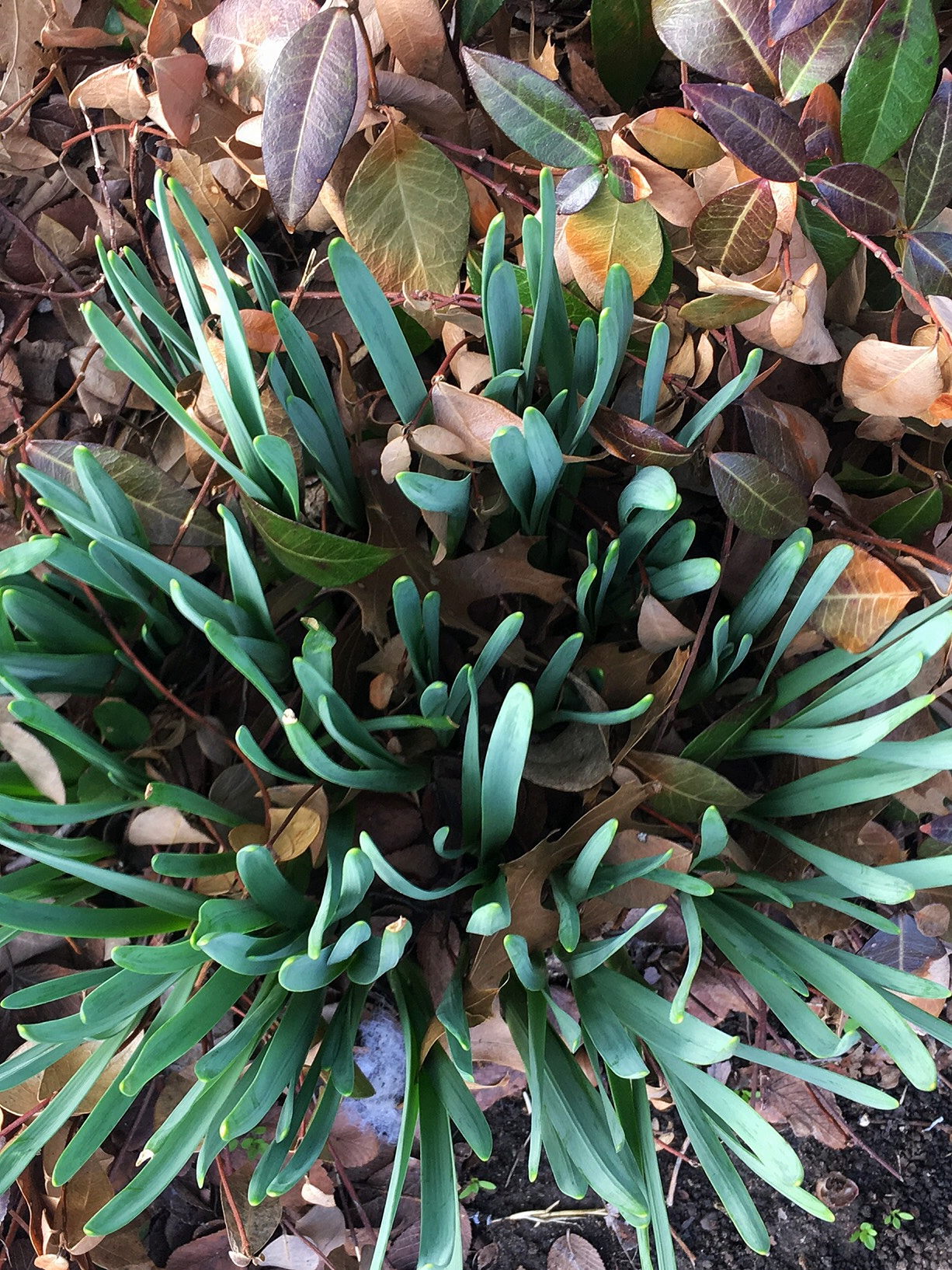 (50) Daffy Flowers – LIMEYFISH